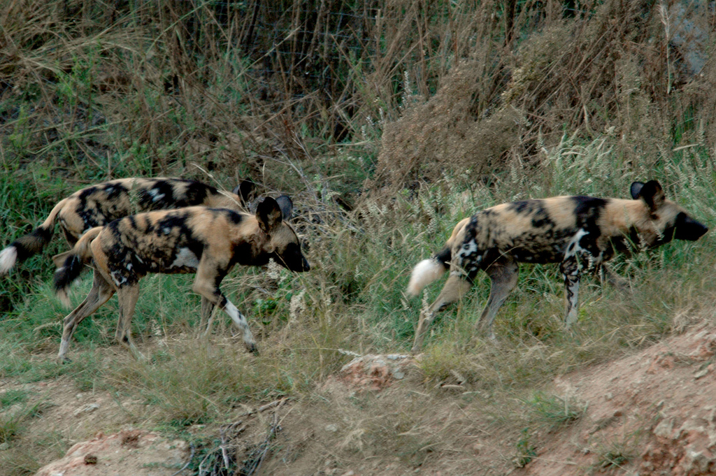 Cape Wild Dog from Bosveld, South Africa on March 16, 2005 at 12:27 AM ...