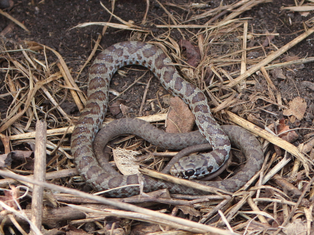 North American Racer (Coluber constrictor) - Snakes and Lizards