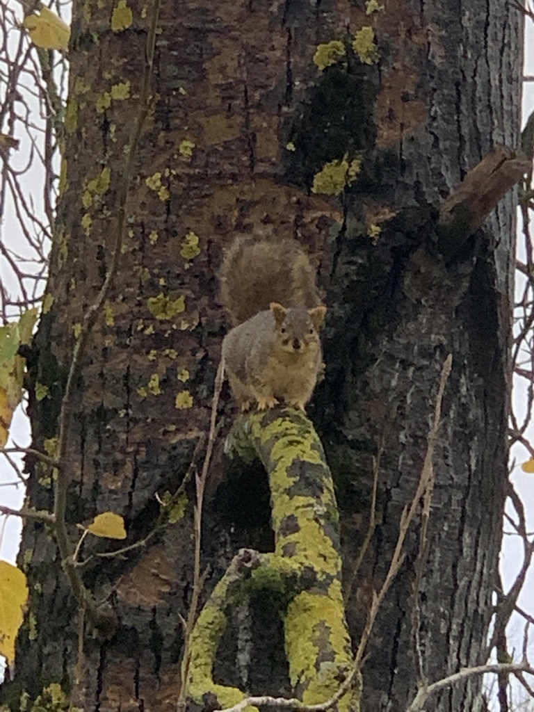Fox Squirrel from Main St, Oregon City, OR, US on December 23, 2021 at ...