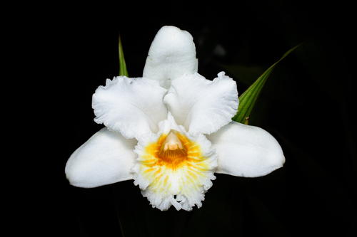 Sobralia setigera · iNaturalist United Kingdom