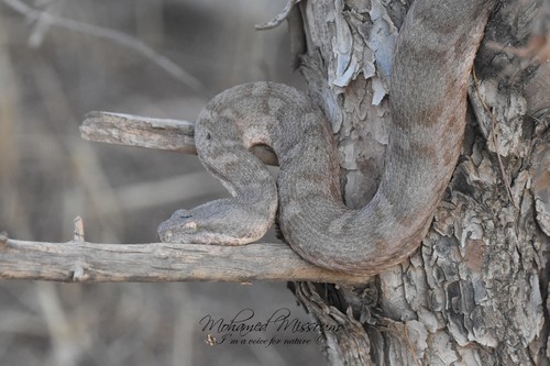 Moorish Viper (Daboia mauritanica) - Snakes and Lizards