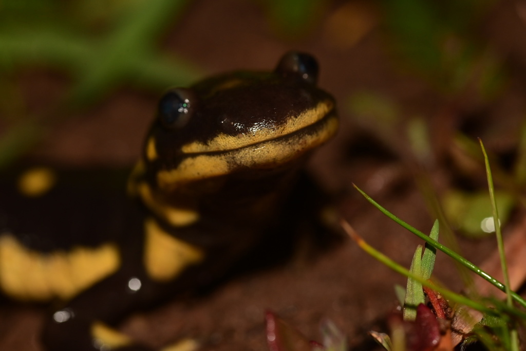 California Tiger Salamander in December 2021 by Alex Castelein ...