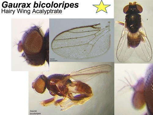 Gaurax bicoloripes · iNaturalist Mexico