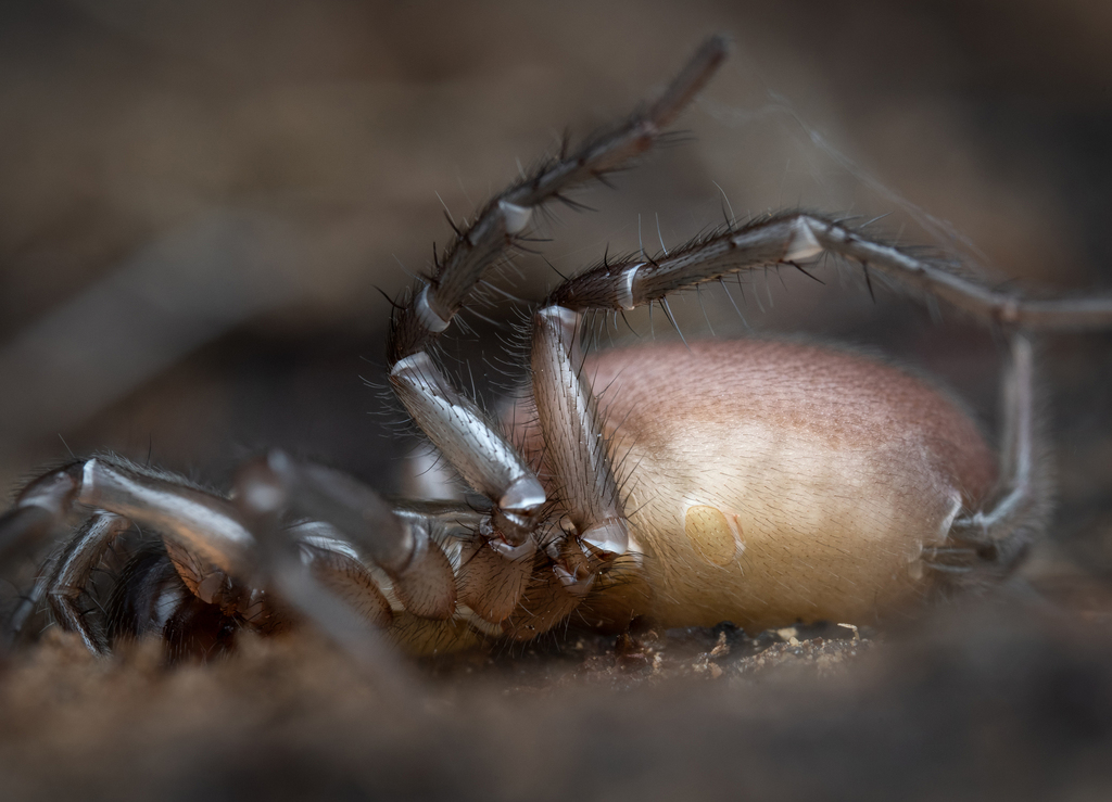 Tawny Dwarf Tarantula from San Diego County, CA, USA on December 20 ...