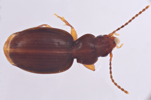 Trechus aduncus · iNaturalist