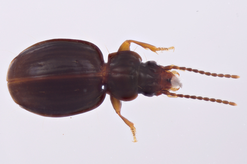 Subspecies Trechus hydropicus beutenmuelleri · iNaturalist United Kingdom