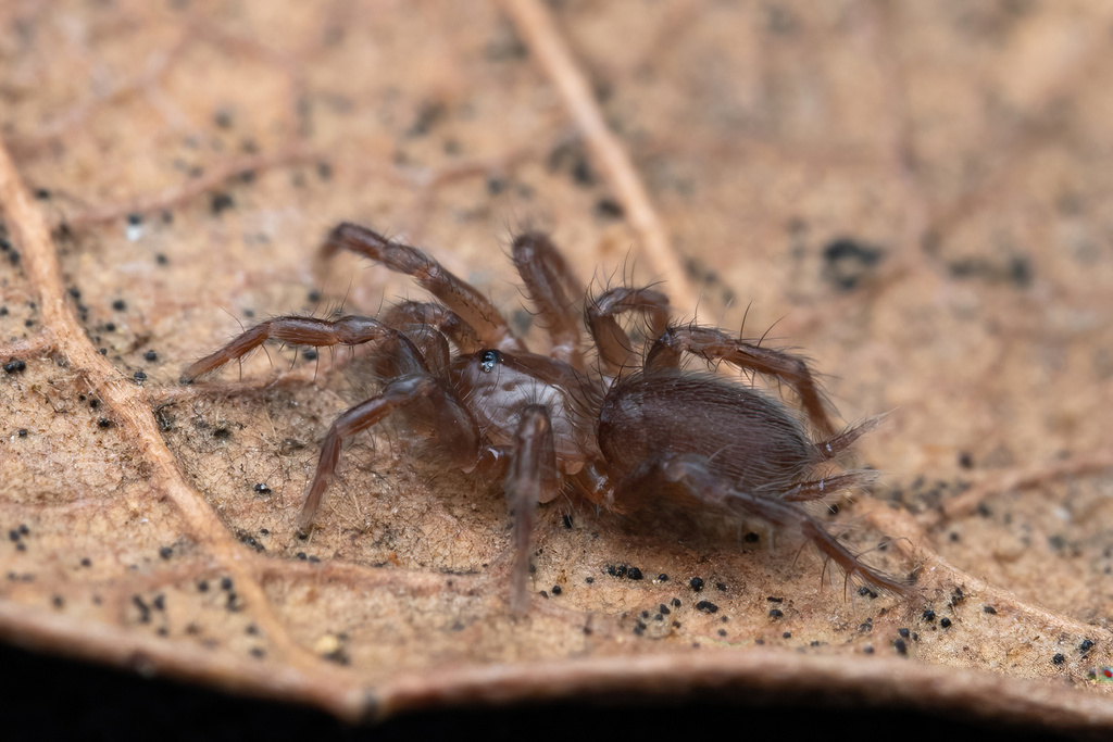 Hexurella rupicola from Temecula, CA, USA on December 22, 2021 at 11:44 ...