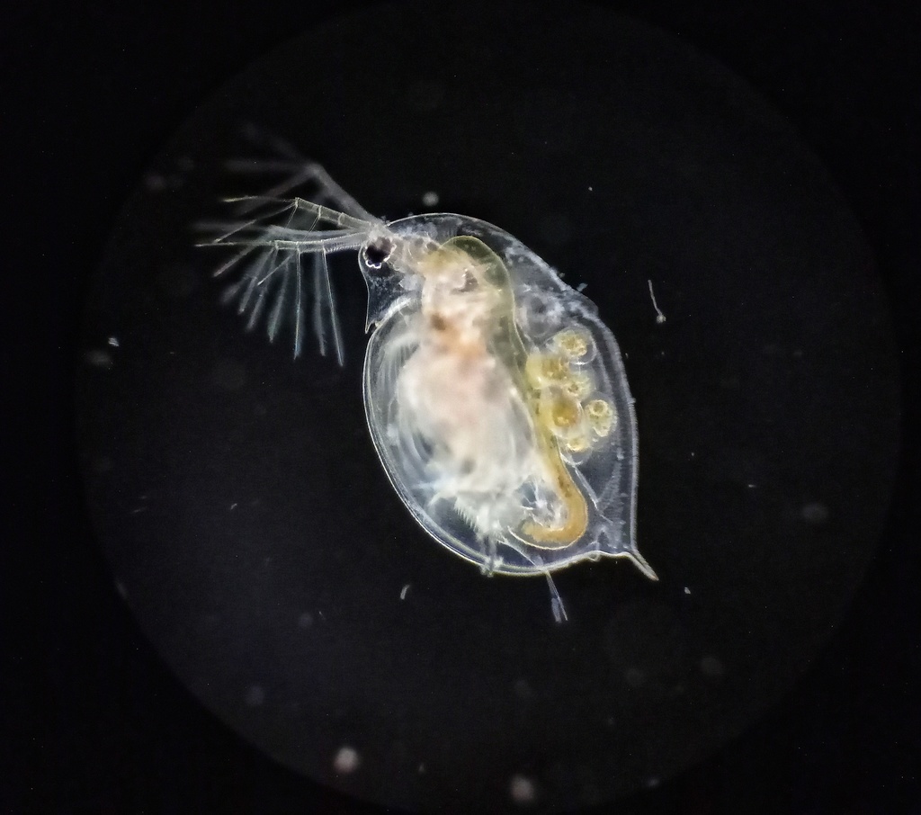 Common Water Flea from El Salto, Jal., México on December 22, 2021 at ...