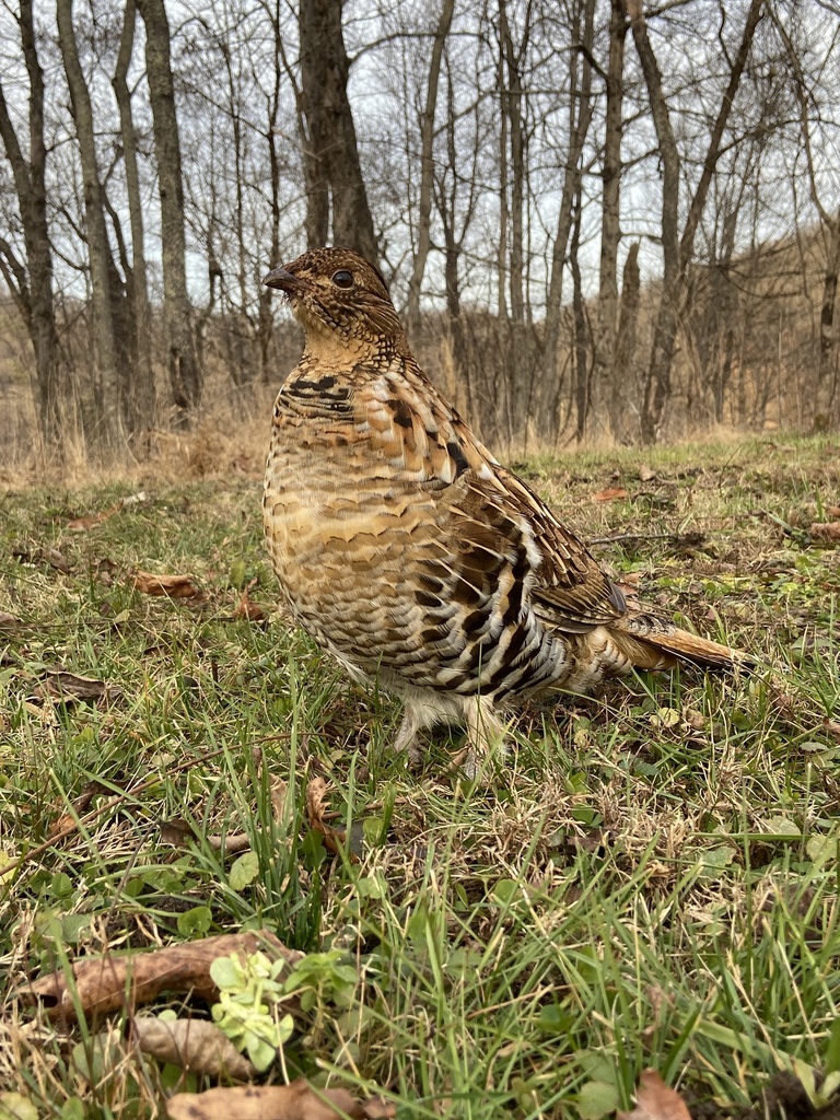 Ruffed Grouse from Snodgrass Rd, Mannington, WV, US on December 23 ...