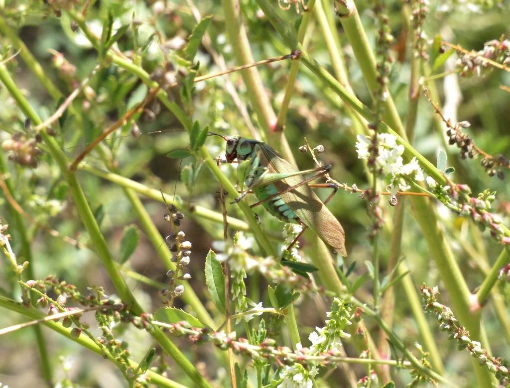 Scaphura from Ceibas, Entre Ríos, Argentina on December 19, 2021 at 10: ...