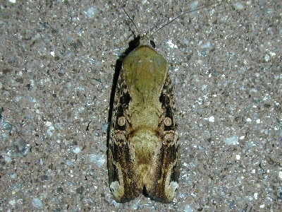 Variable Narrow-wing from Jamaica Bay Wildlife Refuge, Queens, NY, USA ...