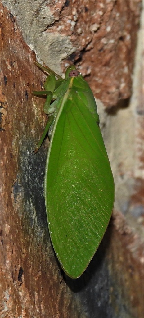 Rare Bladder Cicada from Urliup NSW 2484, Australia on December 23 ...