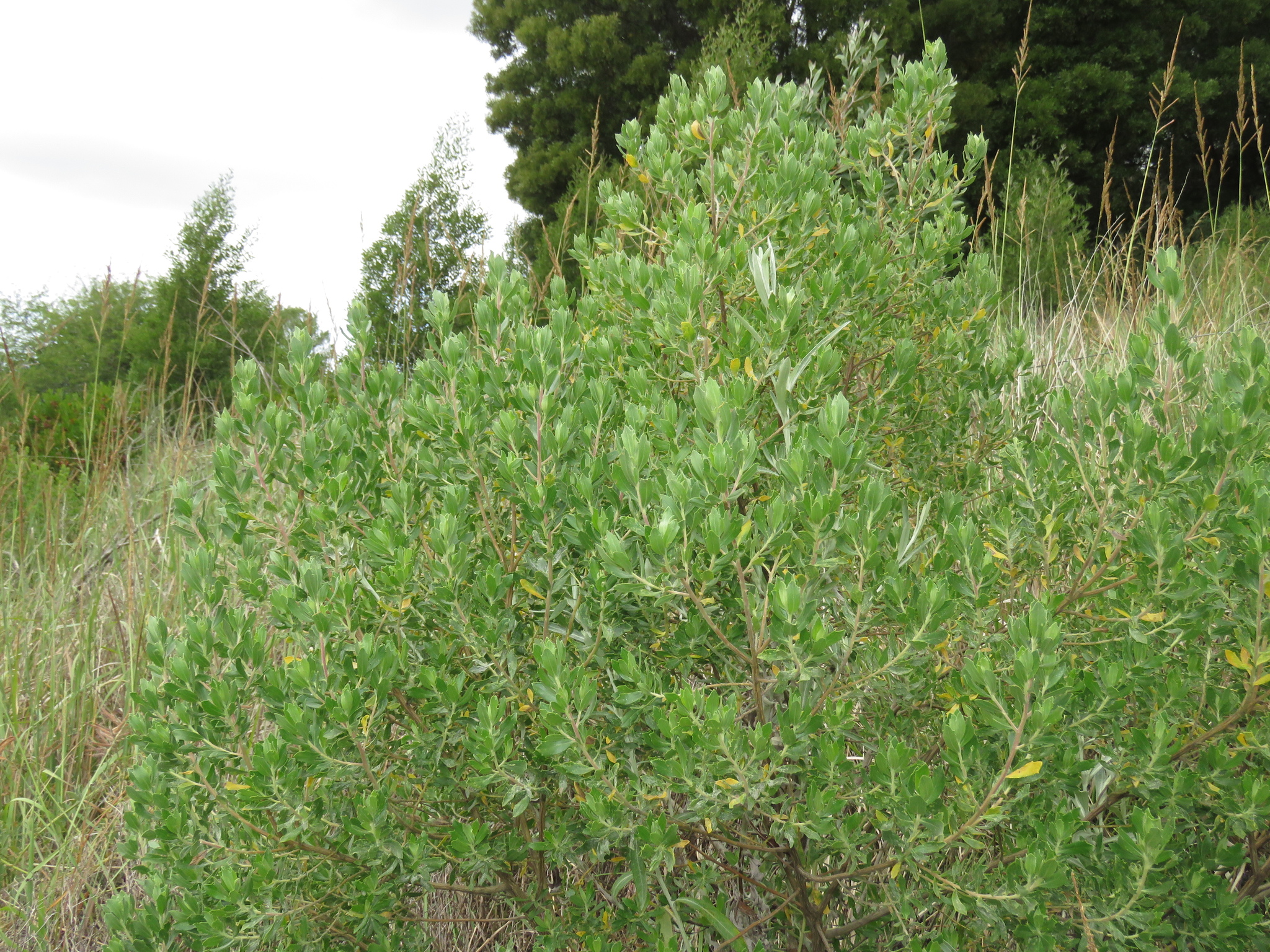 Baccharis dracunculifolia subsp. tandilensis (Speg.) Giuliano