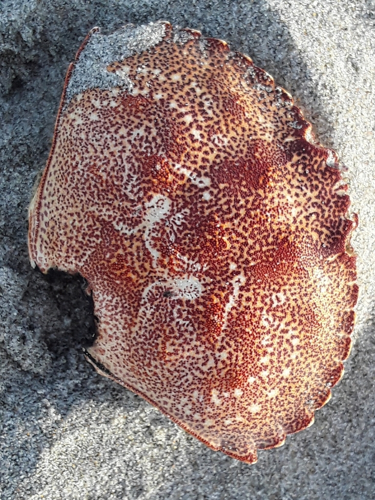 Atlantic Rock Crab from Nahant, Massachusetts 01908, États-Unis on ...