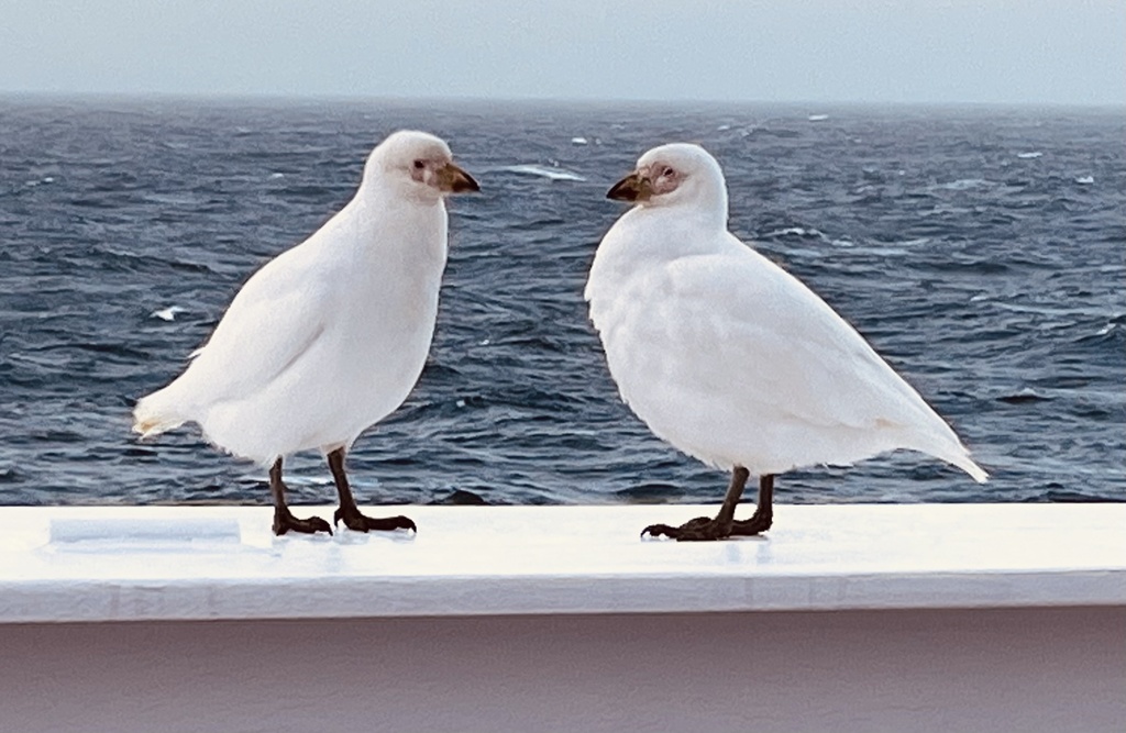 Snowy Sheathbill from South Atlantic Ocean on December 23, 2021 at 08: ...