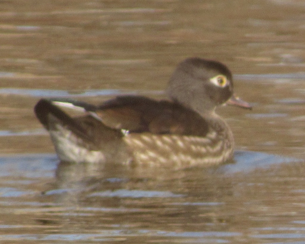 Wood Duck from Denton, MD 21629, USA on December 23, 2021 at 12:58 PM ...