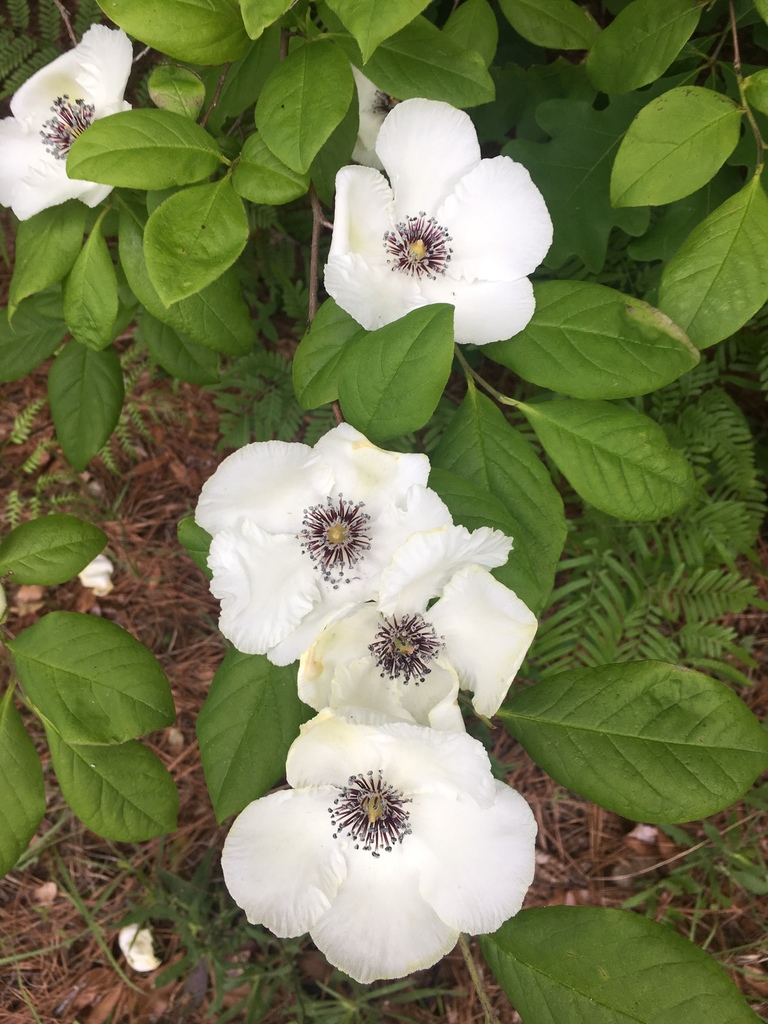camellia family (Theaceae) - Botanical Realm