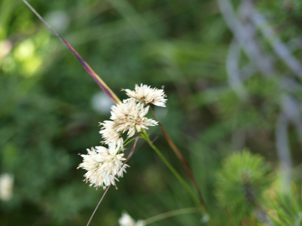 Snowy Woodrush from Innsbruck-Land, Österreich on August 21, 2021 at 04 ...