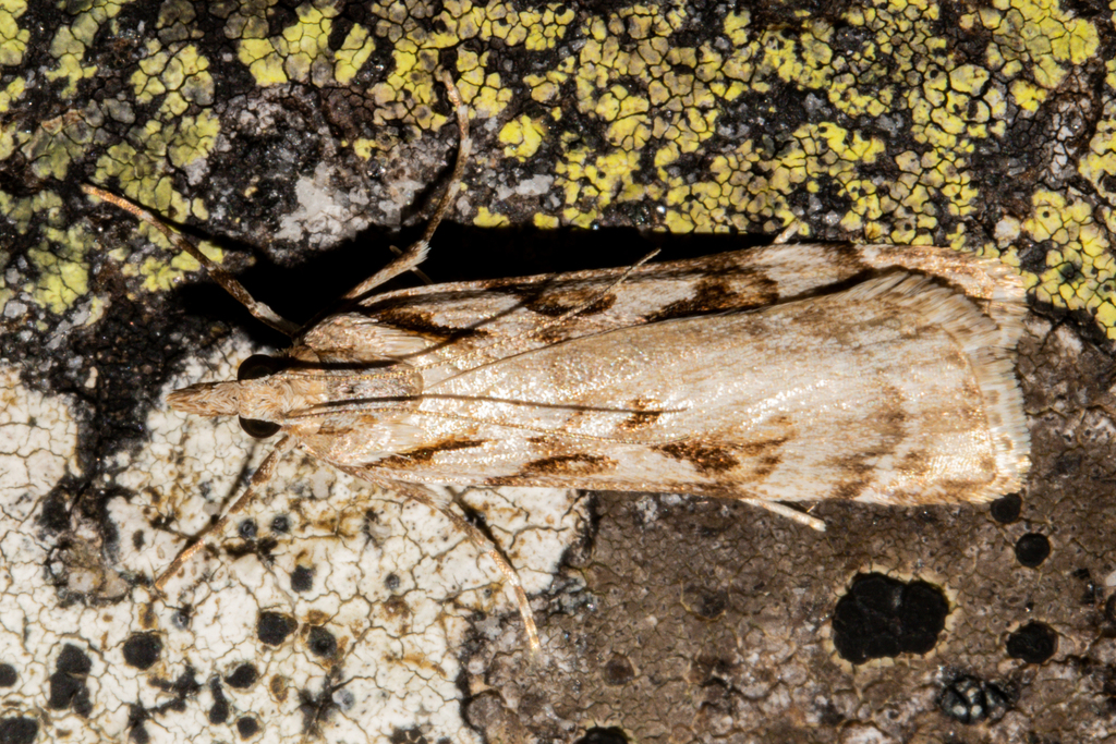 Moss-eating Crambid Snout Moths from Southland District, Southland, New ...