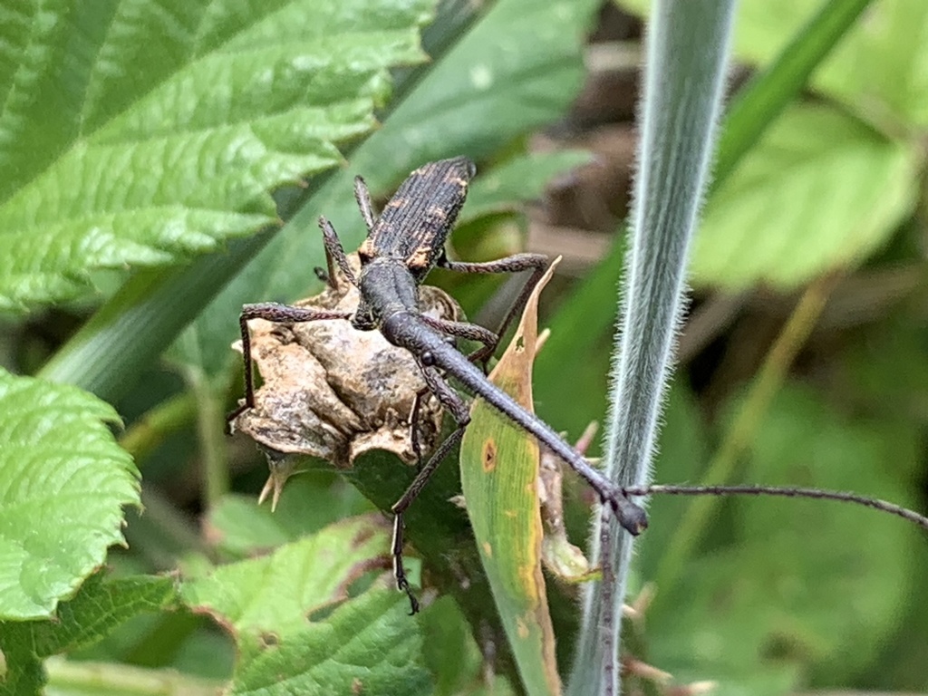 New Zealand Giraffe Weevil from Buller, Karamea, West Coast, NZ on ...
