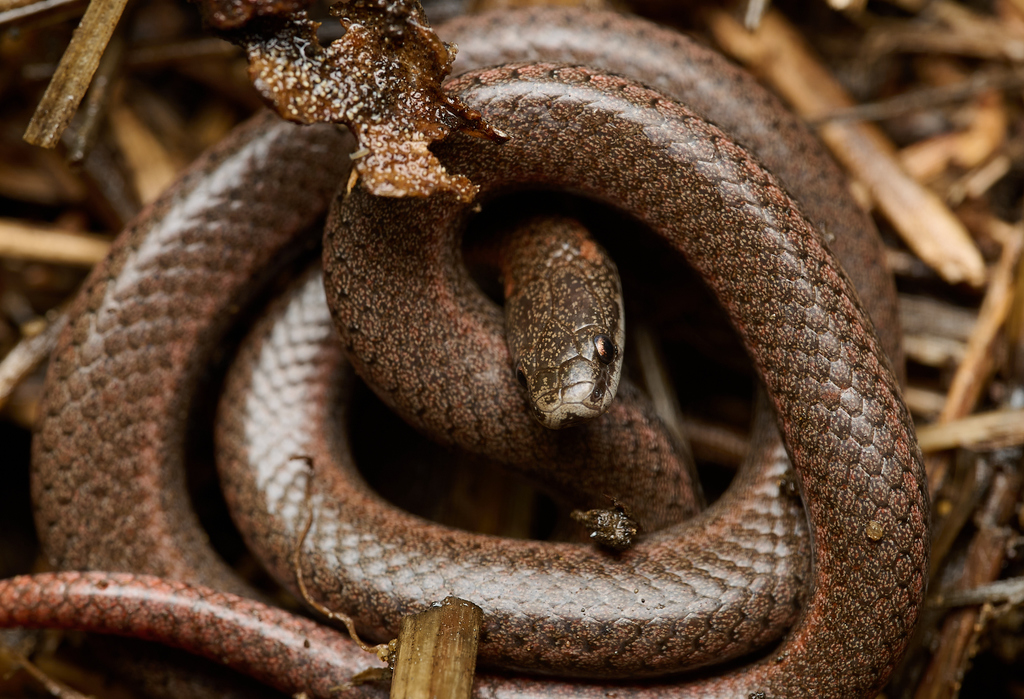 Sharp-tailed Snake from Knowland Park, Alameda, California, United ...