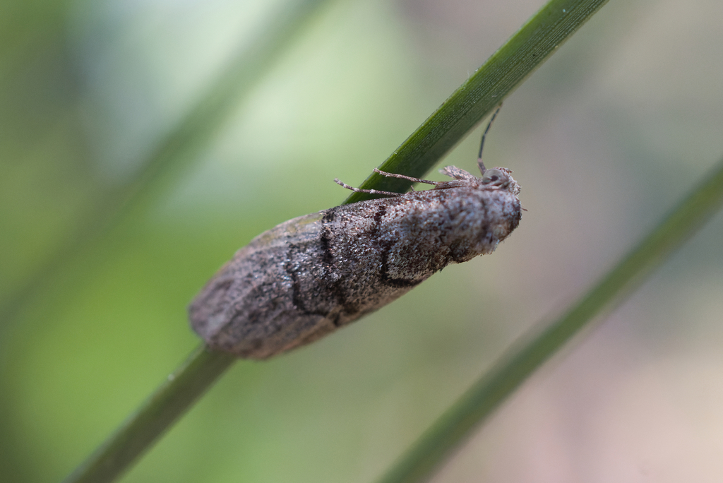 Gum Leaf Skeletonizer from Pascoe Vale VIC, Australia on December 24 ...