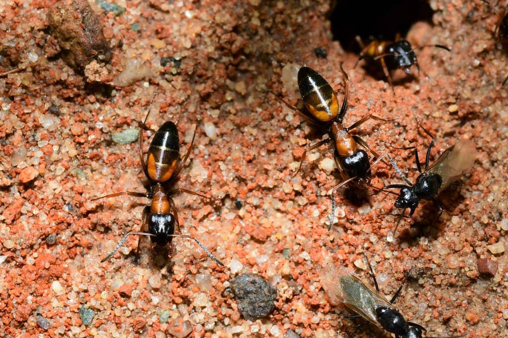 Painted Strobe Ant from Glass House Mountains QLD 4518, Australia on ...