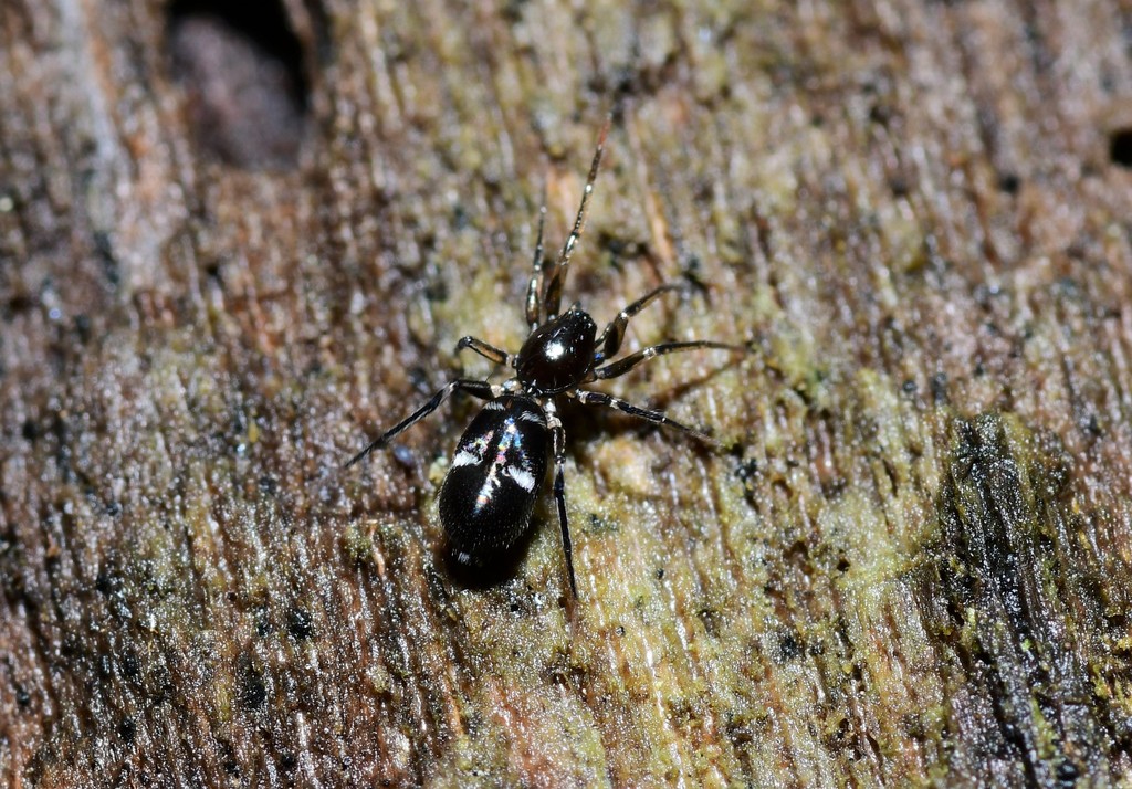Micaria from Glass House Mountains QLD 4518, Australia on December 24 ...