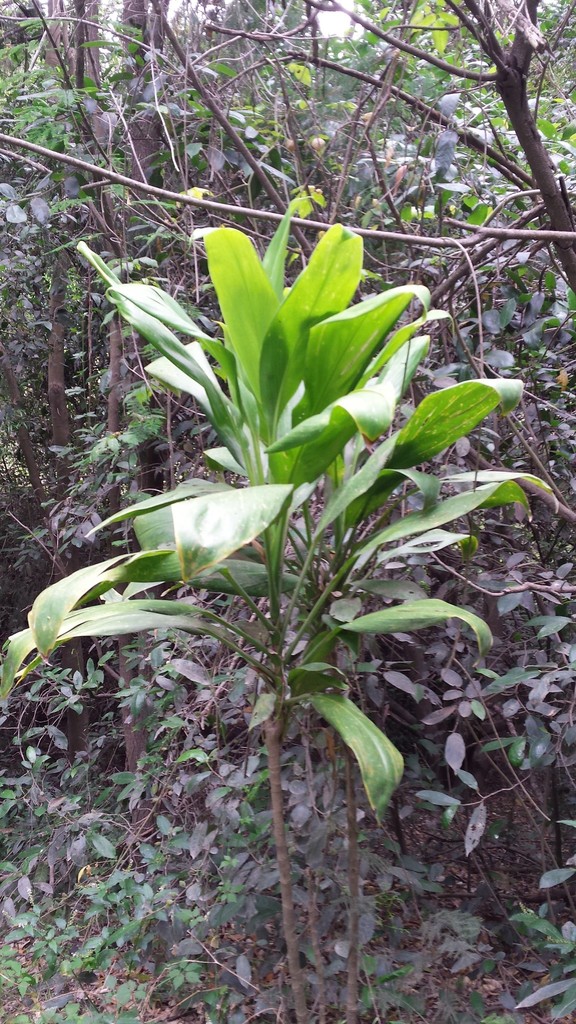 cabbage trees and allies in October 2015 by pcopping_ecp · iNaturalist