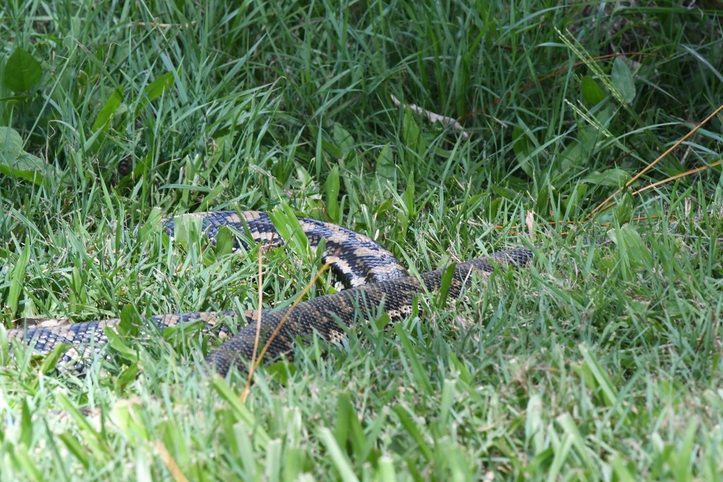 Coastal Carpet Python from Cooran QLD 4569, Australia on December 19 ...