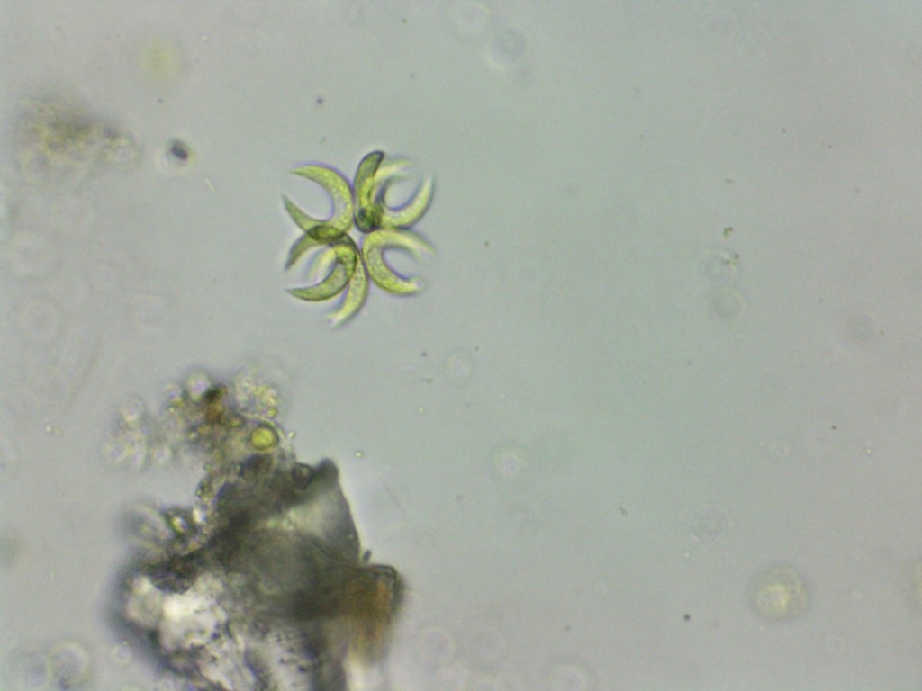 Selenastrum bibraianum from Geelong VIC, Australia on December 23, 2021 ...