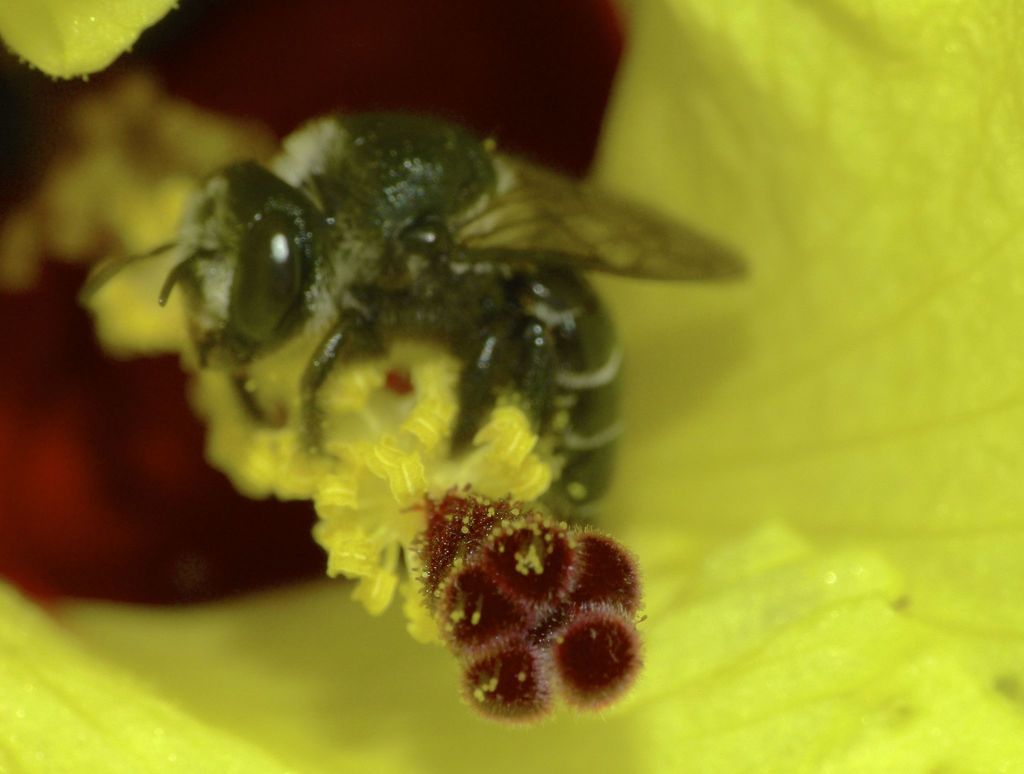Lithurgus atratiformis (bees of se qld) · iNaturalist