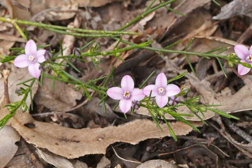 Boronia tenuis · iNaturalist