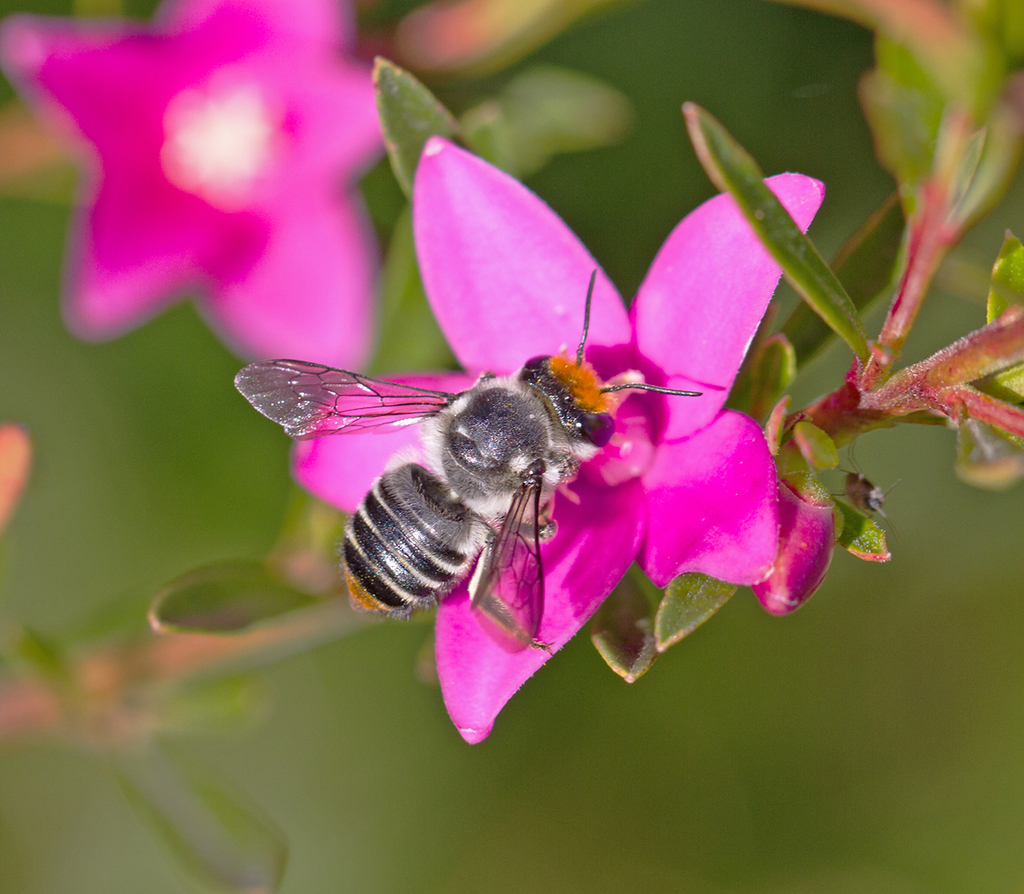 Megachile chrysopyga (Native Bees of South Australia) · iNaturalist