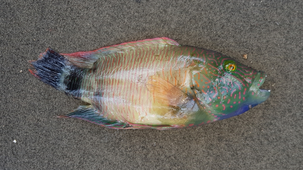 Tripletail Maori Wrasse from Douglas, QLD, Australia on December 24 ...