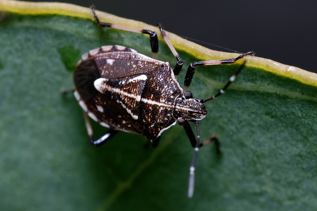 Oncocoris coelebs from Acacia Hills NT 0822, Australia on December 18 ...