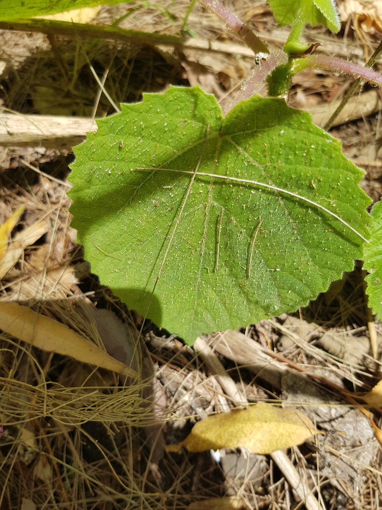 Giant Stinging Tree from Witheren QLD 4275, Australia on January 25 ...