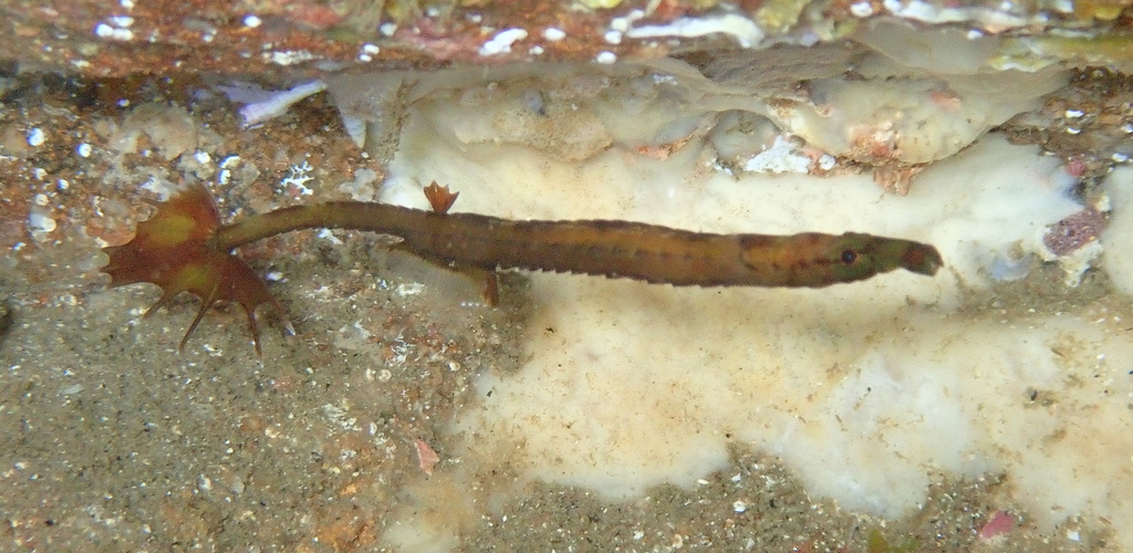 Upside-down Pipefish from 1 Bower Ln, Manly NSW 2095, Australia on ...