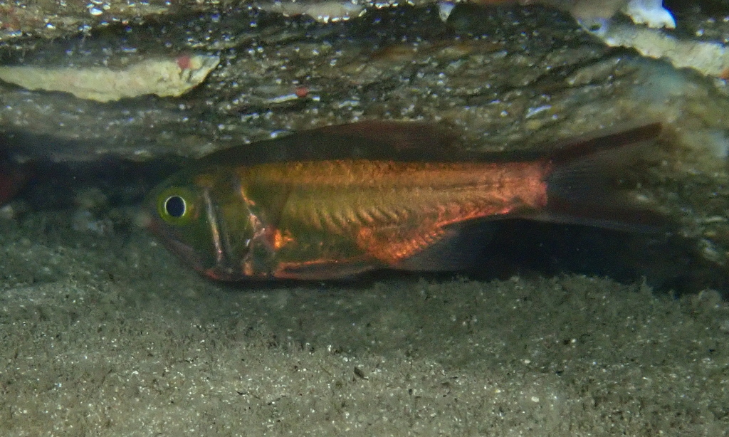 Violet Roughy (Fishes of Cabbage Tree Bay Aquatic Reserve, Sydney ...