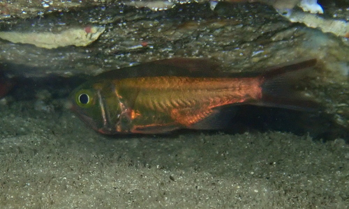 Violet Roughy (Fishes of Cabbage Tree Bay Aquatic Reserve, Sydney ...