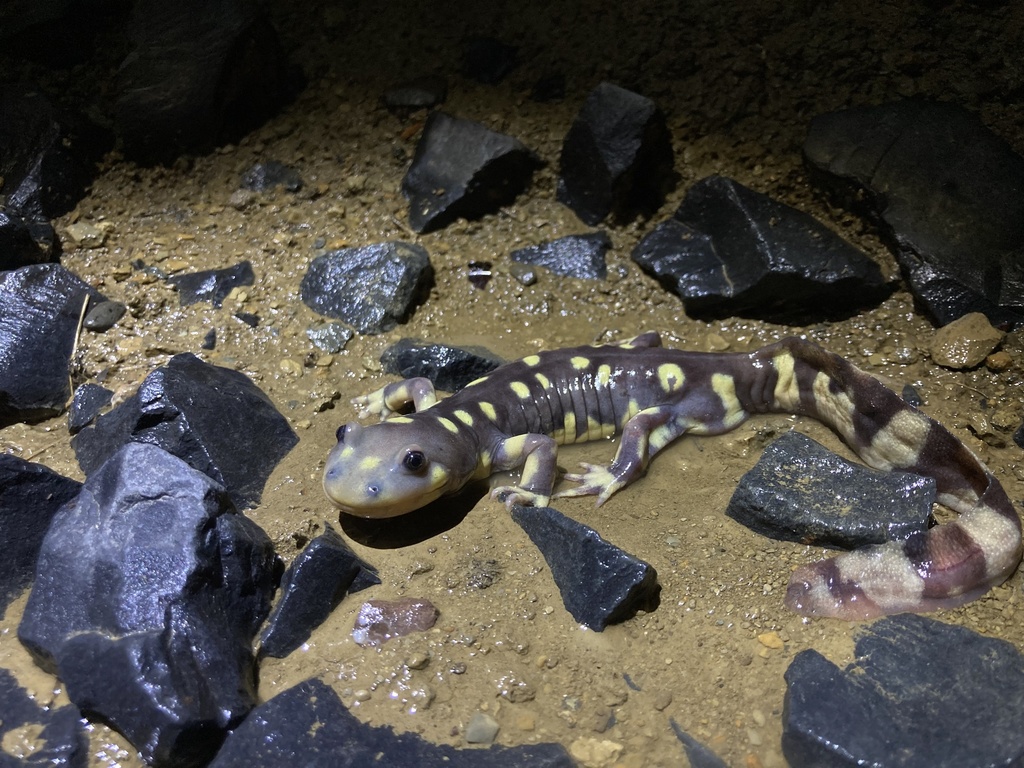 California Tiger Salamander in December 2021 by bortybo · iNaturalist