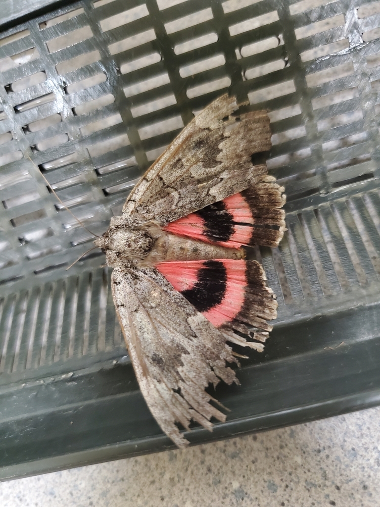 Pink Underwing from Osprey Wilds Environmental Learning Center on ...