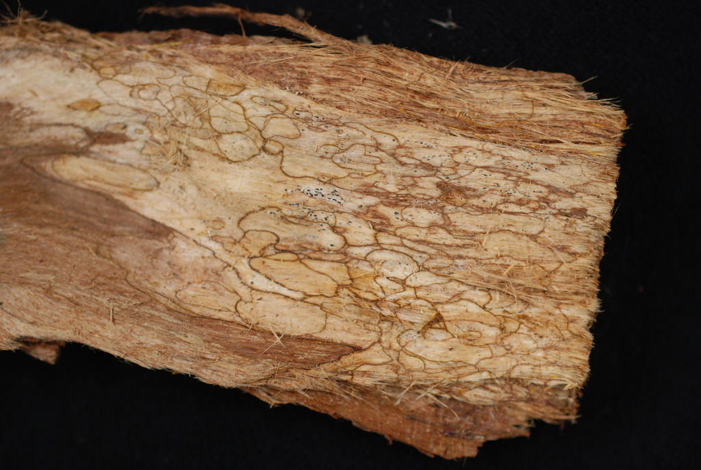 Pyrrhoderma noxium from 台湾 台中 北区 台中 on March 28, 2013 at 07:00 AM by Jie-Hao Ou. Brown Root Rot ...