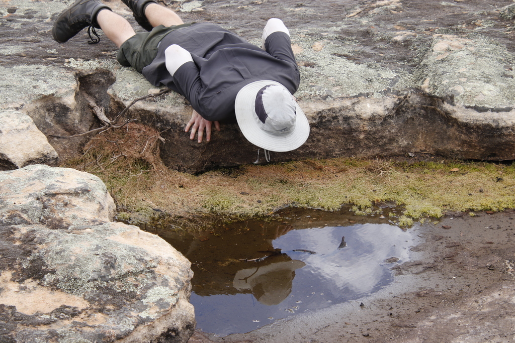 Vernal Pool Stonecrop from Rock Pigeon Trail, day 4, Ariessepunt loop ...