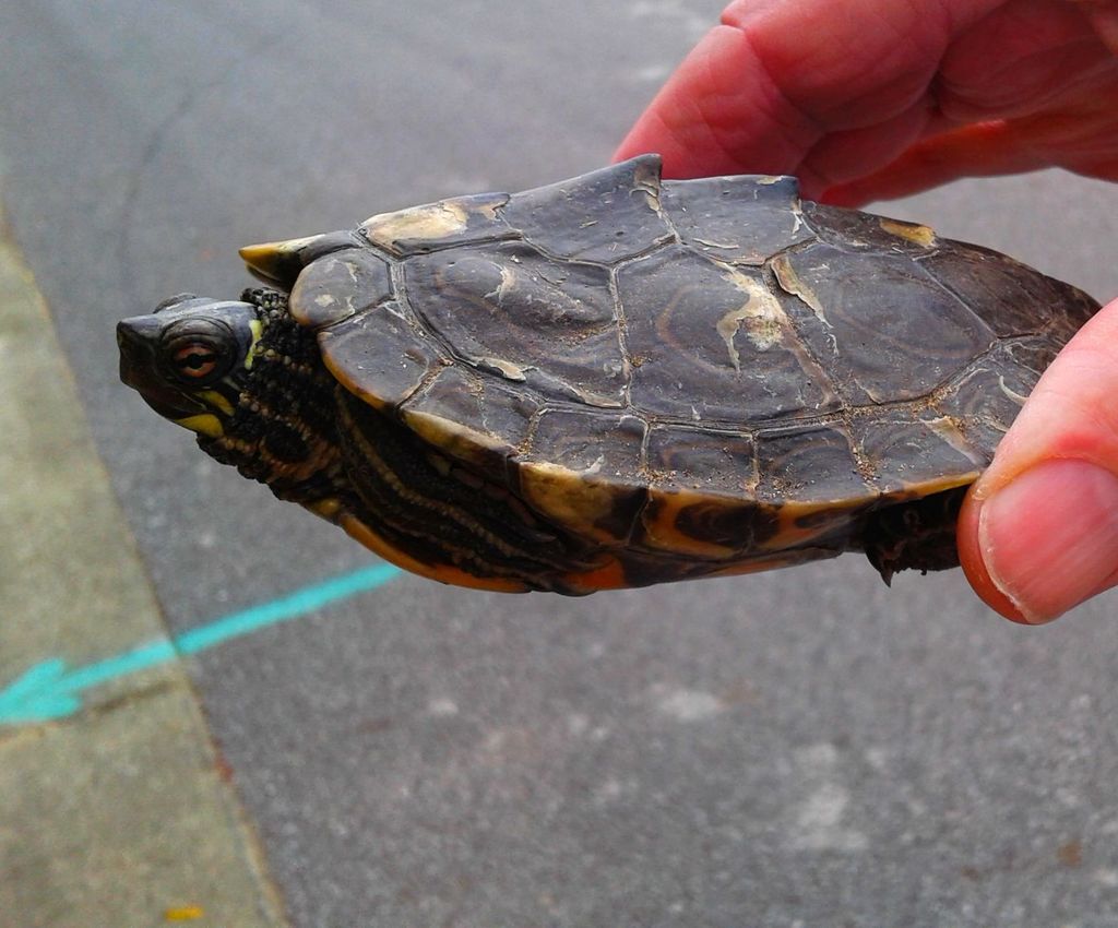 Ringed Map Turtle in December 2016 by canoe4nature. West Cambridge way ...