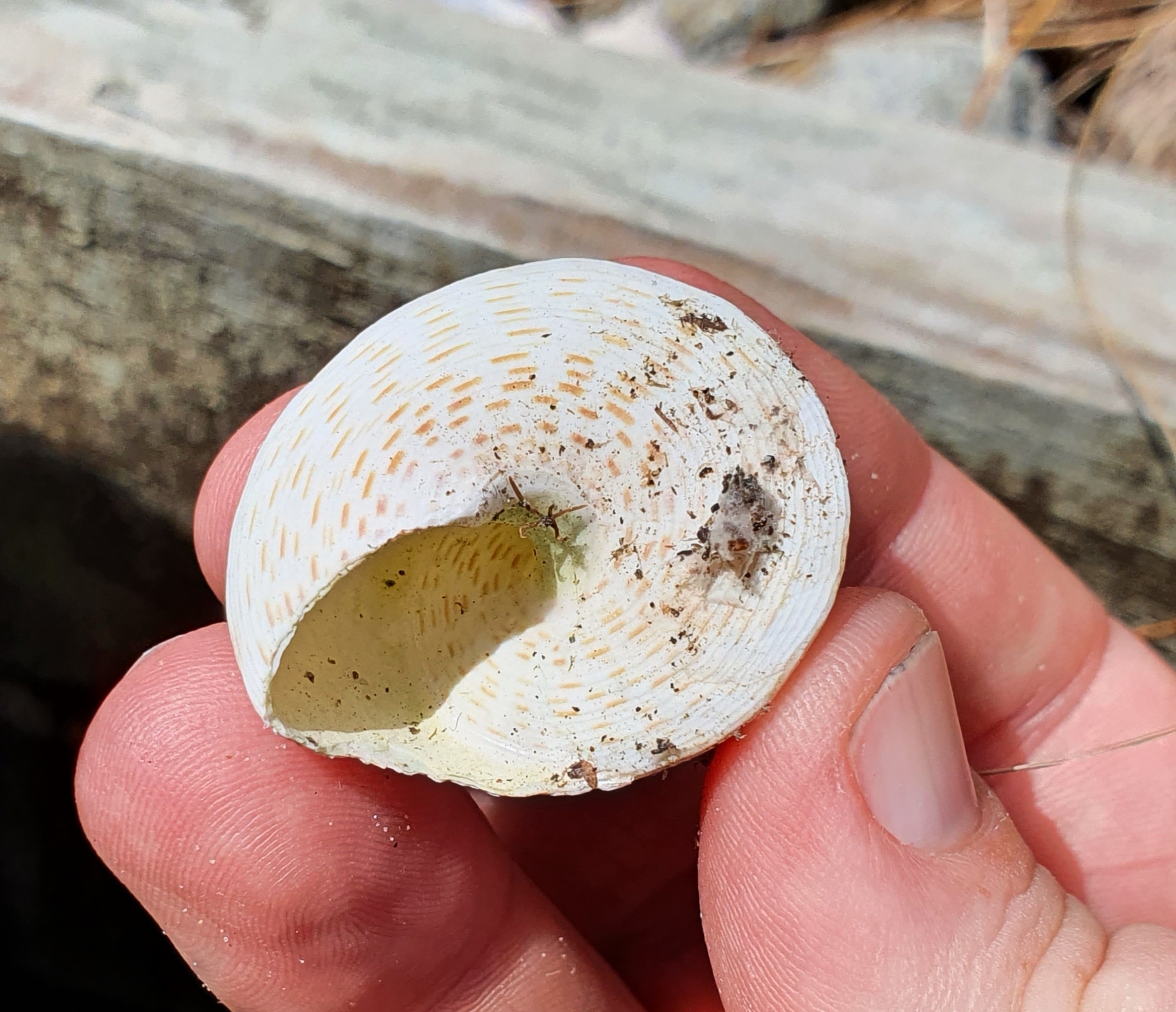 Maurea pellucida (Valenciennes, 1846)