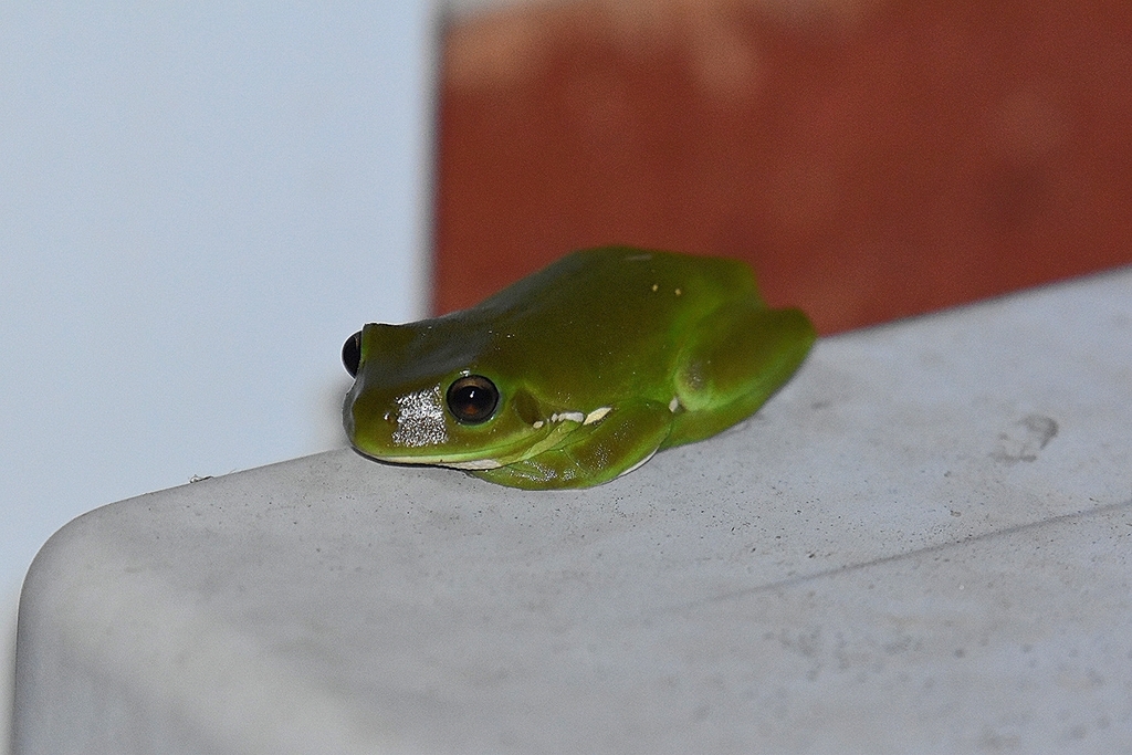 Australian Green Tree Frog from Laidley Heights QLD 4341, Australia on ...