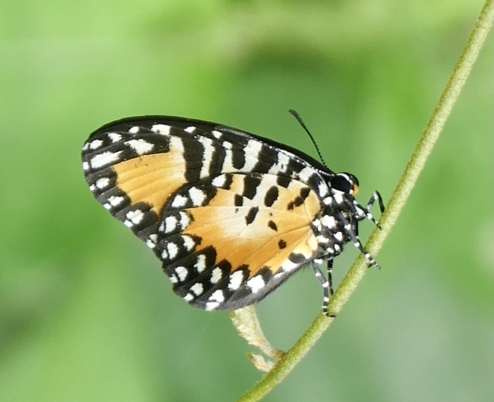 Telipna semirufa from Volta, GH on December 6, 2021 at 01:38 PM by Jean ...