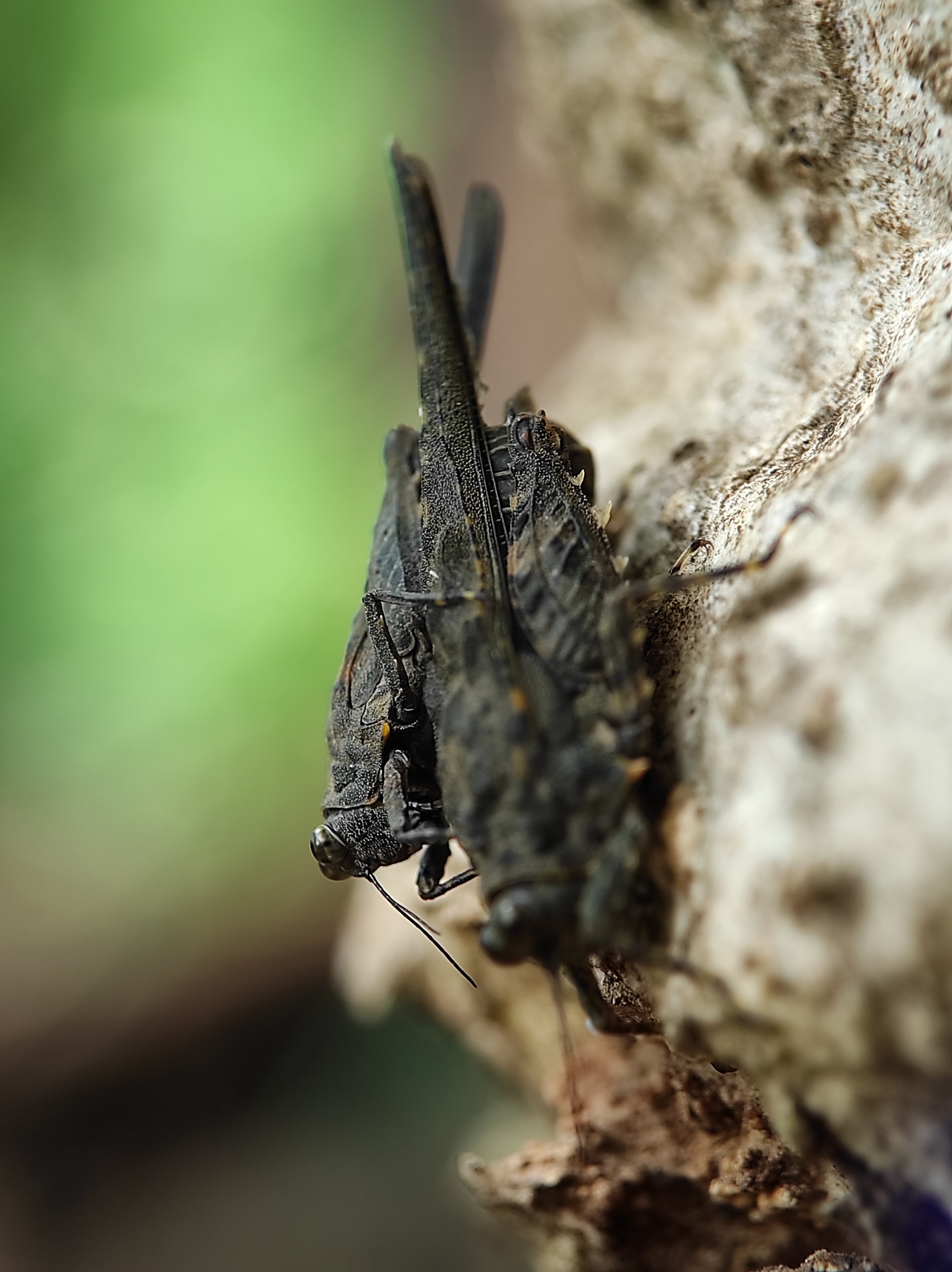Euscelimena harpago (Serville, 1838)