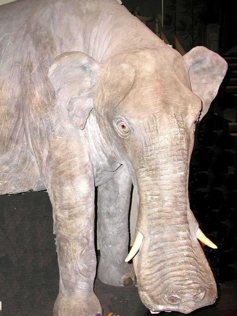 Gomphotheres (Gomphotheriidae) - Know Your Mammals